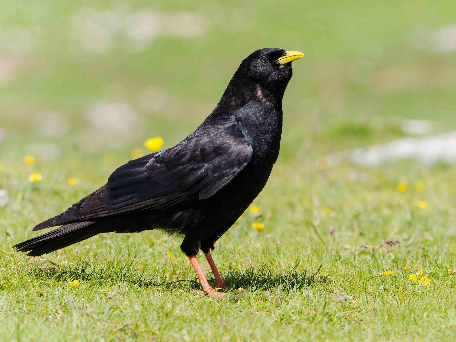 CHOVA PIQUIGUALDA - Pyrrhocorax graculus | Observatorio de la Naturaleza