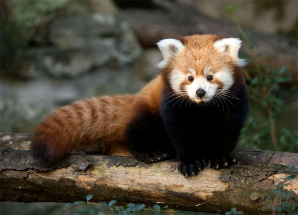 Panda Merah, Sang Pengunyah Bambu dari Himalaya | RE Tawon