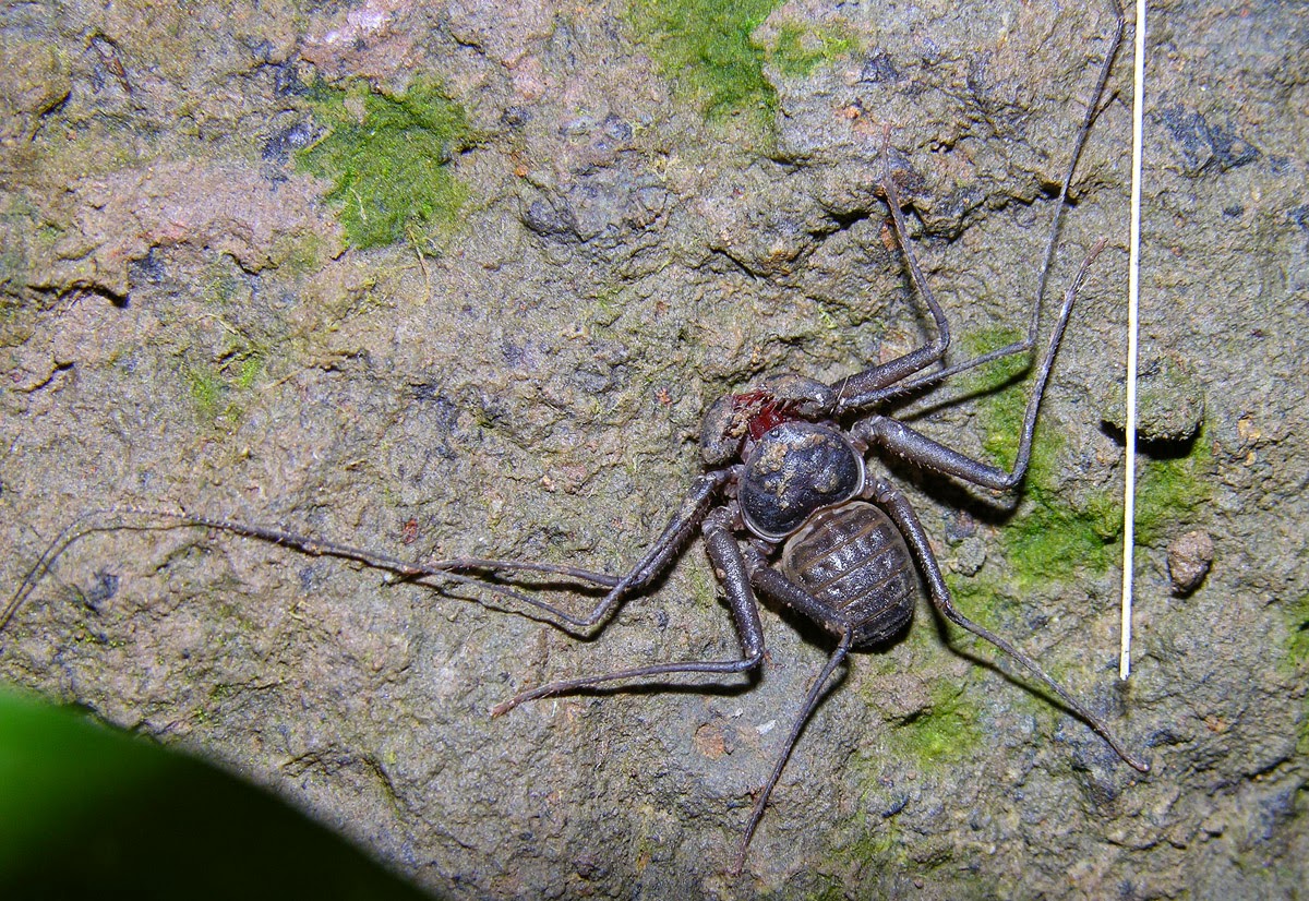 Variety of Life: Amblypygi