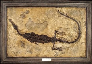 Atelier Le Chat: Fóssil de dinossauro em argila - Passo a passo