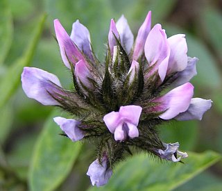 Mi Gran Canaria: TEDERAS, LAS (SAN BARTOLOMÉ Y SANTA LUCÍA DE TIRAJANA)