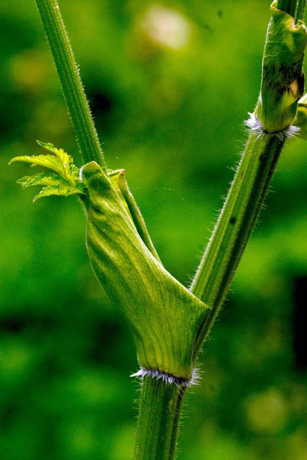 wild new england: Apiaceae, the Carrot Family aka Umbelliferae, the ...