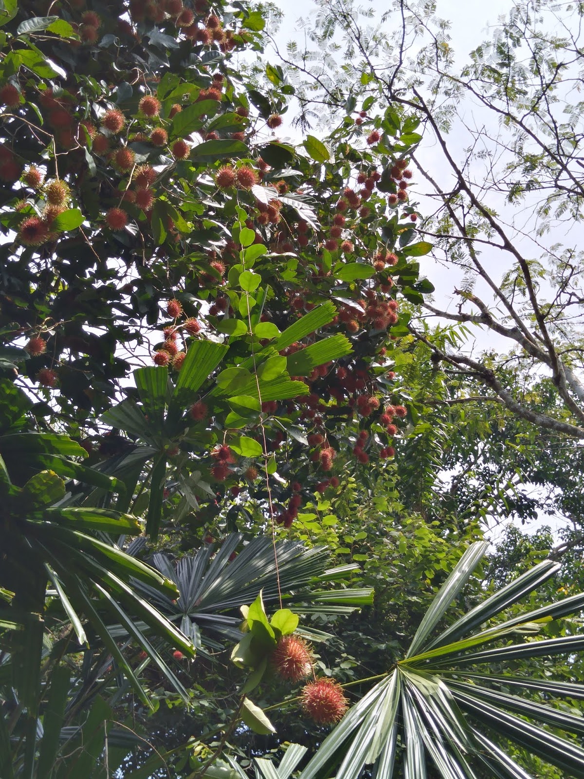 namakucella: RAMBUTAN BIJI @ RAMBUTAN HUTAN