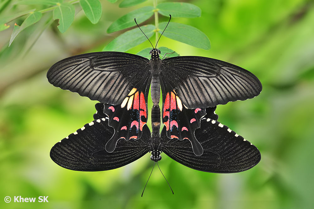 Butterflies of Singapore: Sexual Dimorphism - Part 2