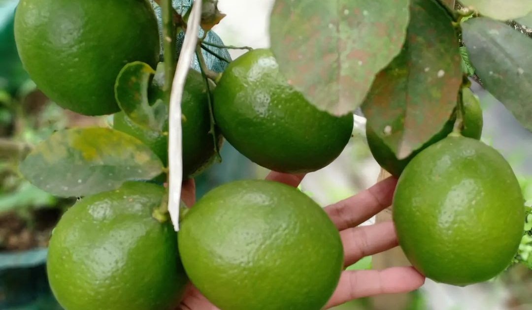 Koleksi Bibit Tanaman Jeruk - jejaktani.com