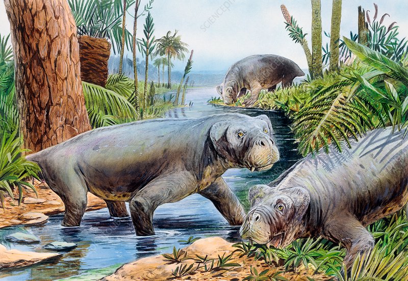 a mesozoic field guide: The Dicynodonts