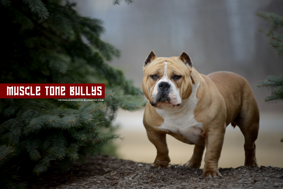 TOYSOLDiER BULLY PHOTOS: Muscletone's MAGOO