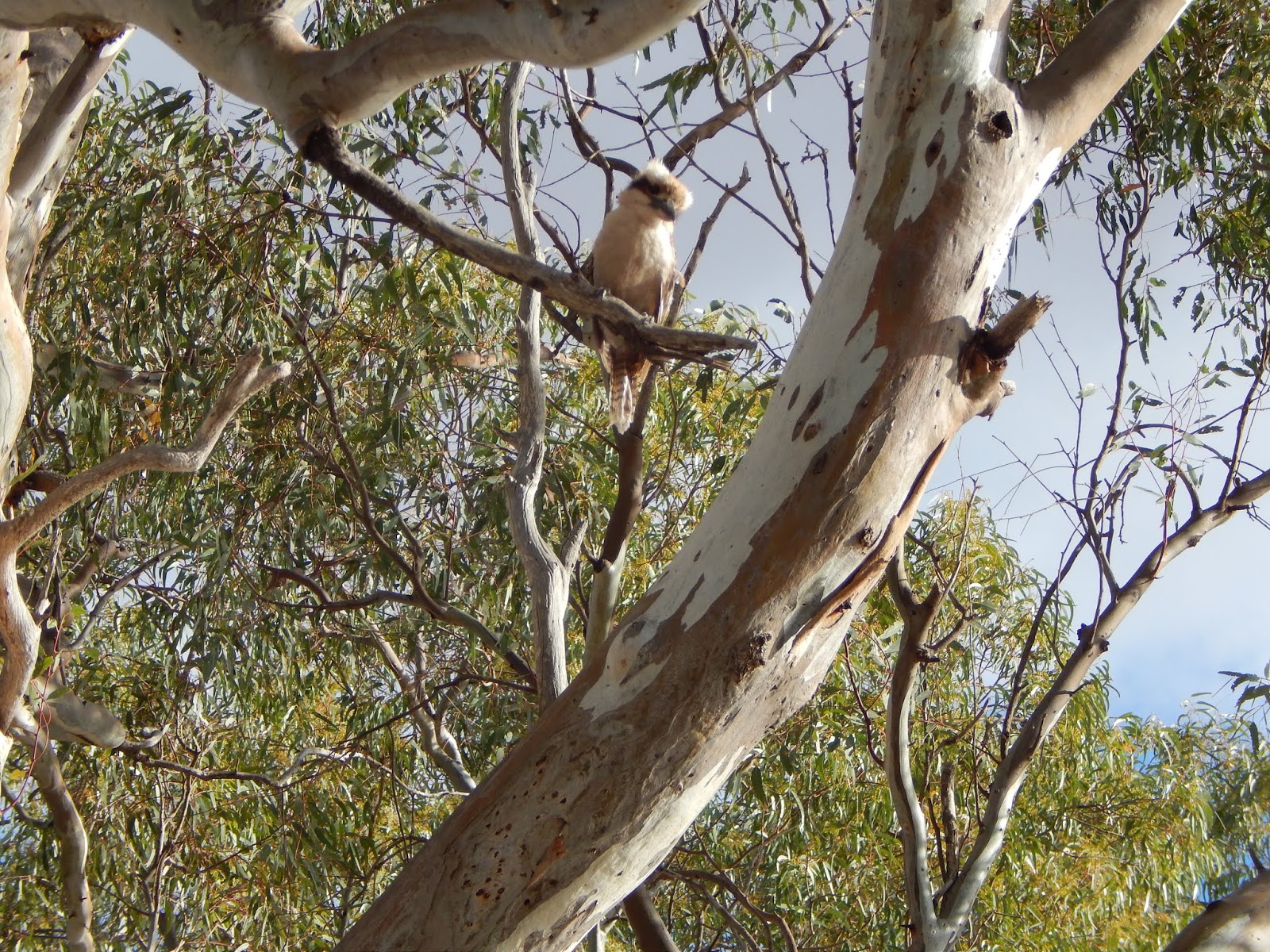 Travelling Around : Kookaburra sits in the old gum tree....