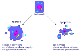 Necrosis, Apoptosis and Necrosis, Apoptosis and Necrosis Differences ...