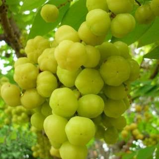 2 fakta tentang garangan