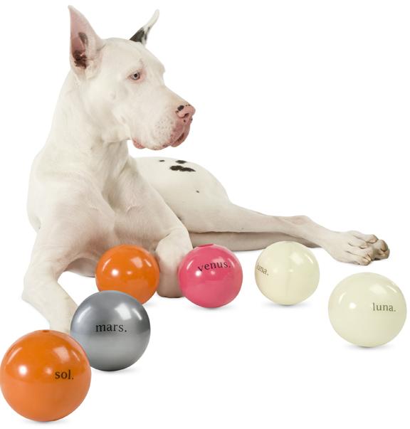 The dog in world: Choosing a Male or a Female Dog