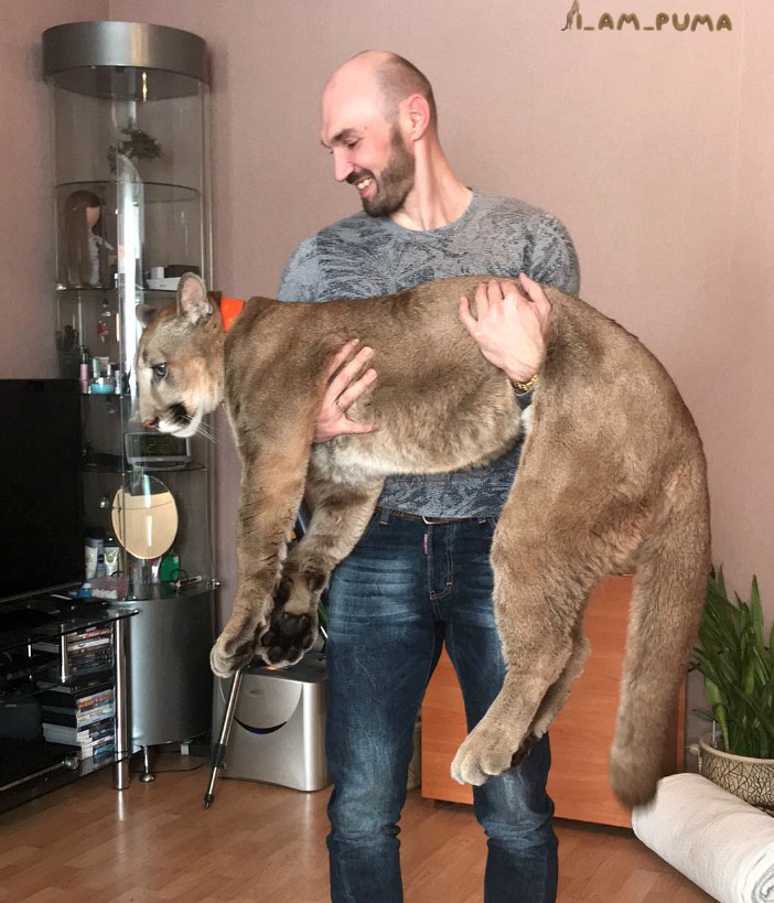 Meet Messi, The Rescued Puma [ Being Ron ]