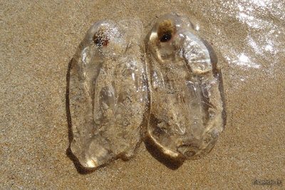 cais do sul: Salpas na Meia Praia