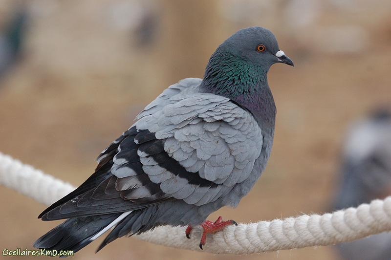 Birding Catalunya: Colom roquer (Columba livia)