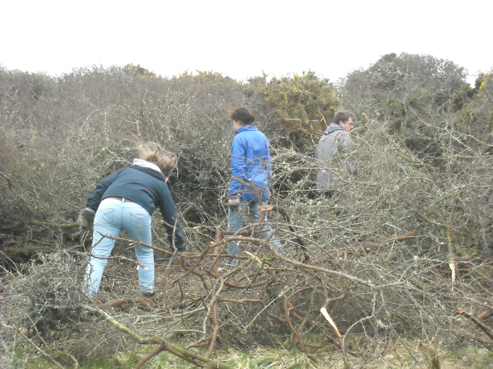 Lizard and Penrose NT Blog: Mega Scrub Bash