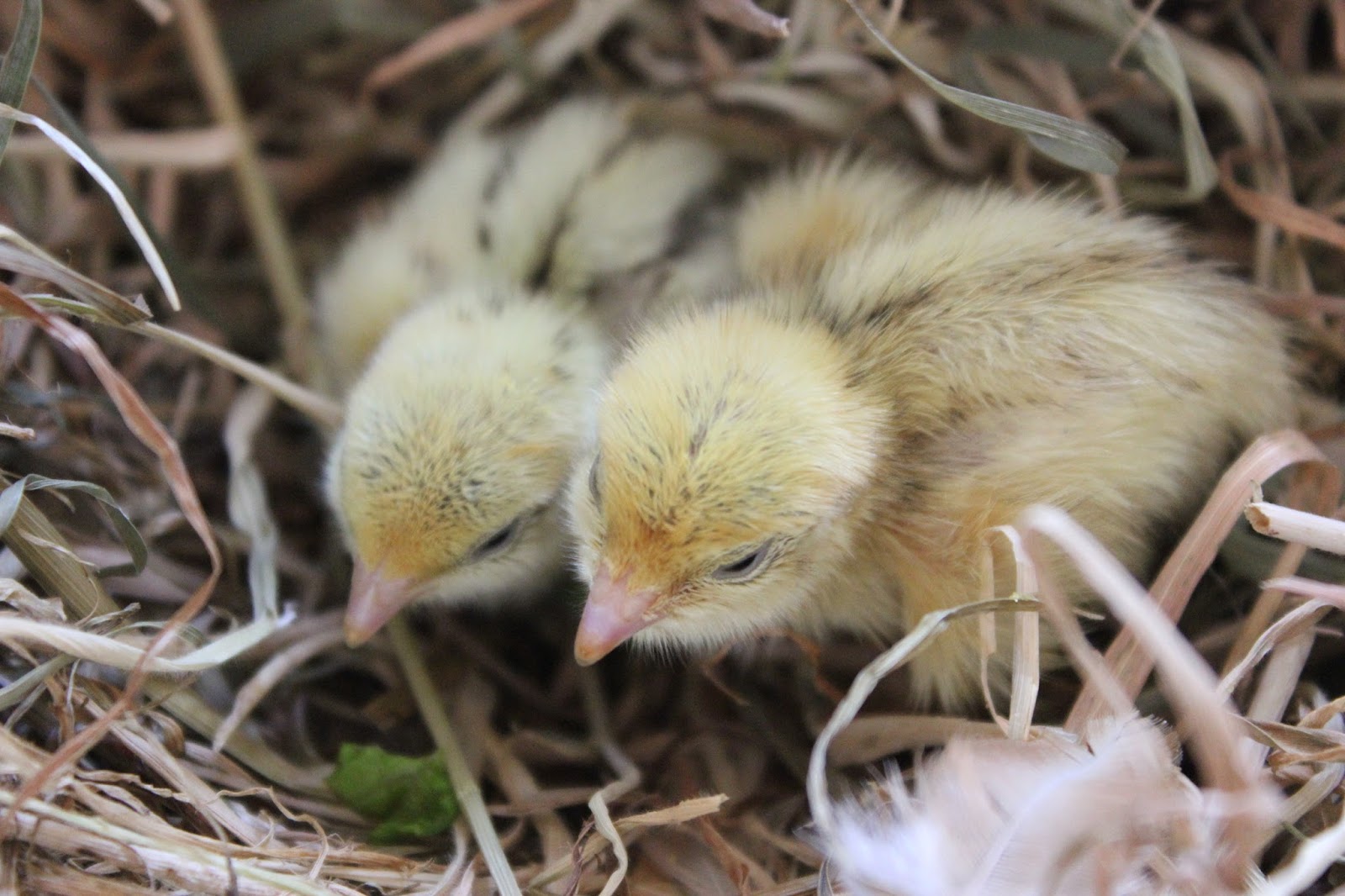 Colours of Coturnix Japonica Quail Part Two - The Golden | The Holistic ...