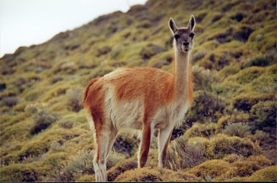 The Guanaco | The Wildlife