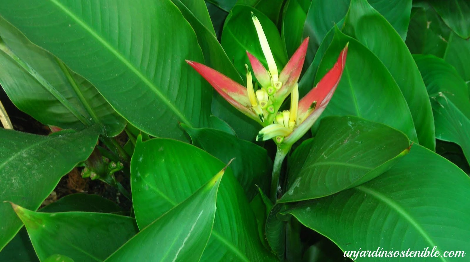 Heliconia SP (Platanillo)