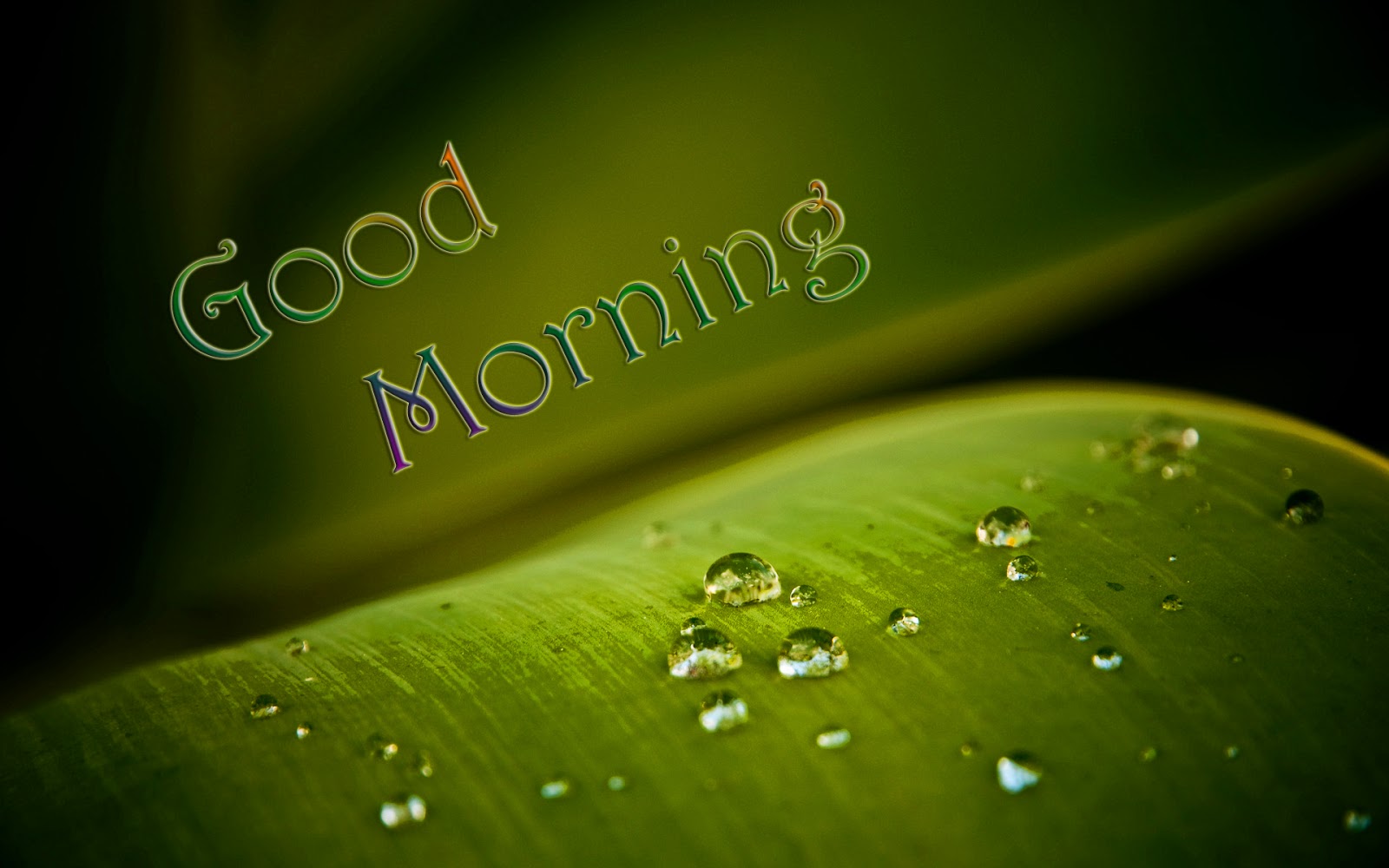Lovely and Beautiful Good Morning Wallpapers - Image Wallpapers