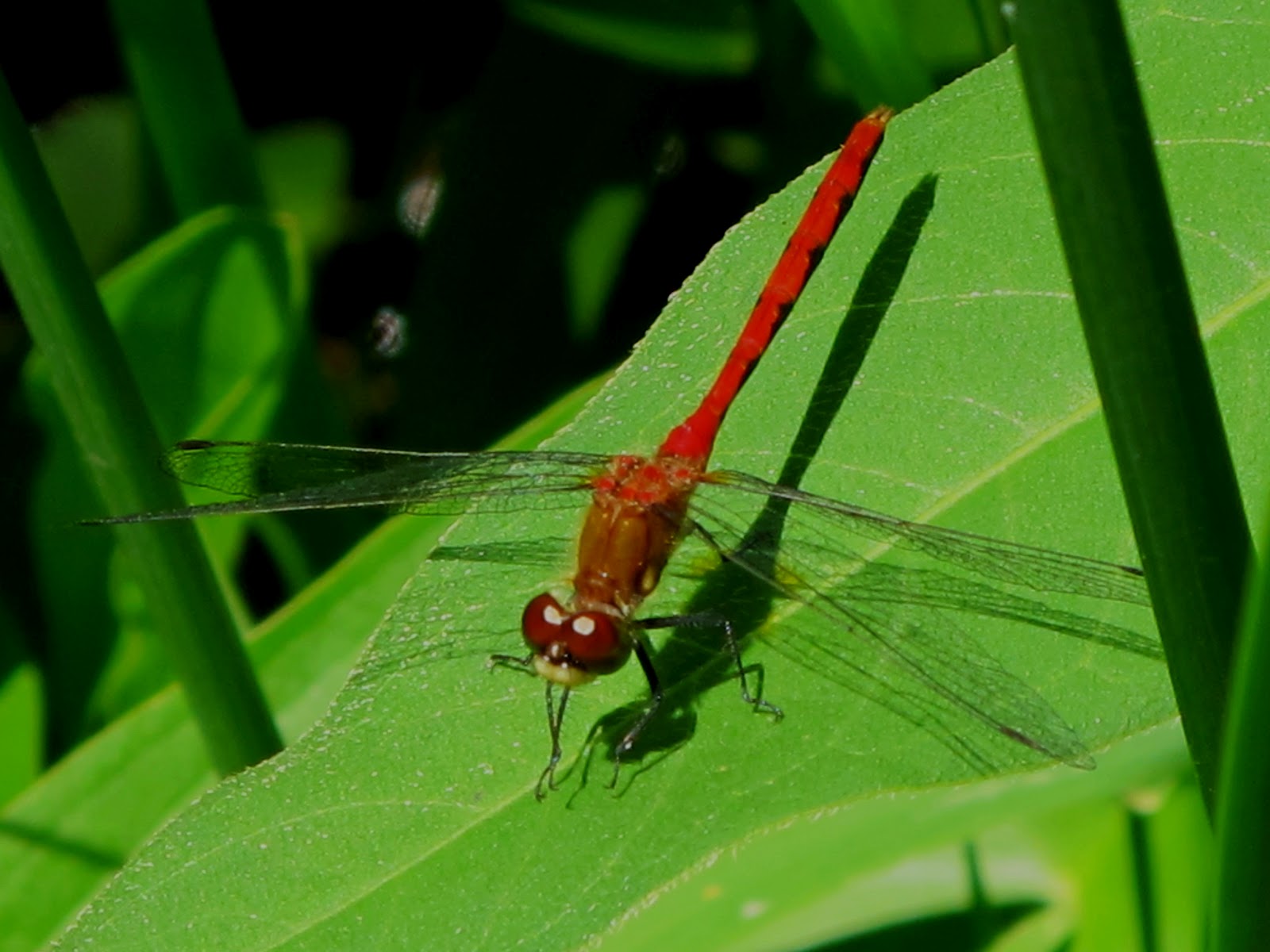 All About Jillzy: Facts about dragonflies