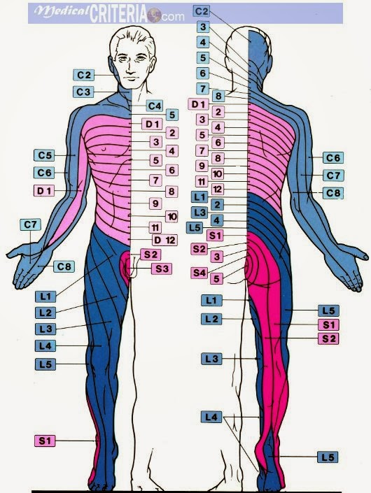 NEUROUNIVERSO: Dermátomos, o que são?