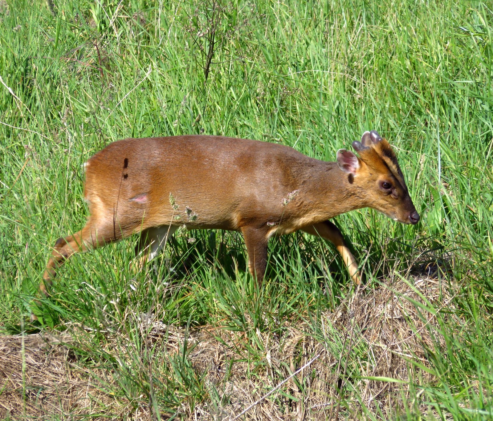 MERSEA WILDLIFE: MARSHES MUNTJAC