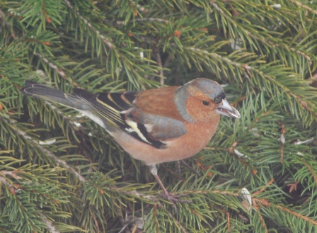 På fugletur - og om naturen: Vol. 10: FINKER - TRUPIALER
