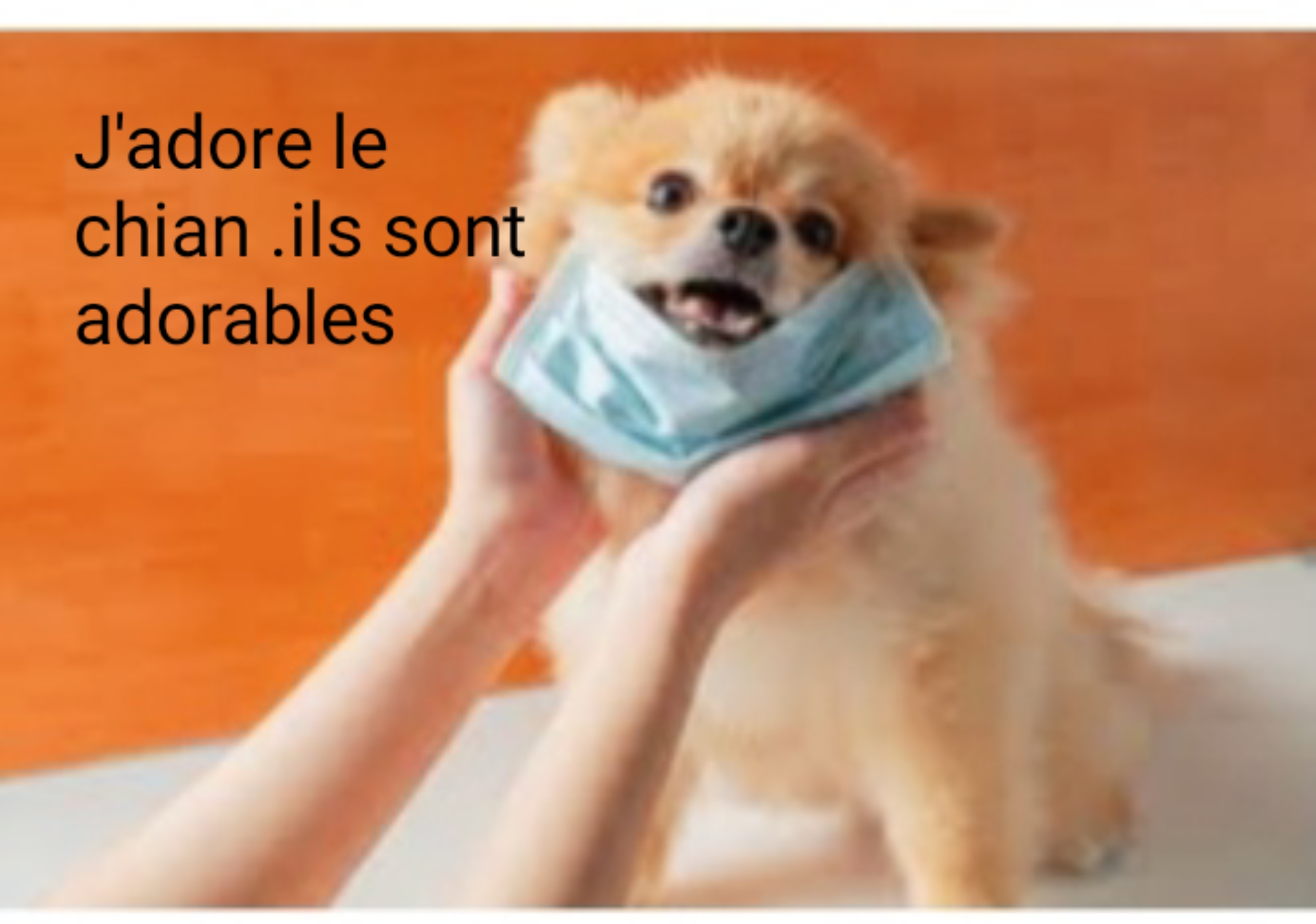 Ton point du Français: Expression écrite: Mon animal préféré