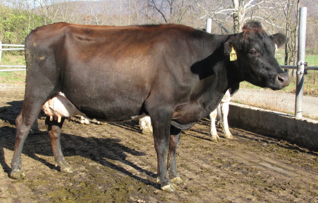 Amazing Grace Dairy: November 2012 Cows for Sale - SOLD (for the most part)