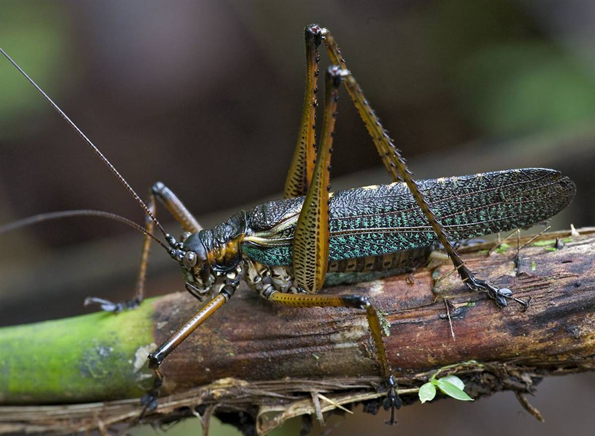 TERENCE CHOONG: New Species
