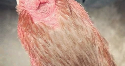 Kelebihan Ayam Jengger Sumber dan Fakta yang Sebenarnya