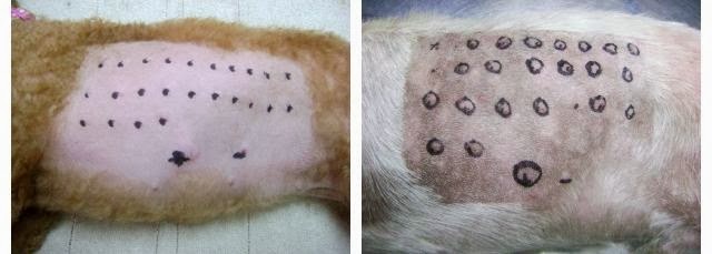 Clinica Veterinaria Torreblanca: ATOPIA. DERMATITIS ATÓPICA EN EL PERRO