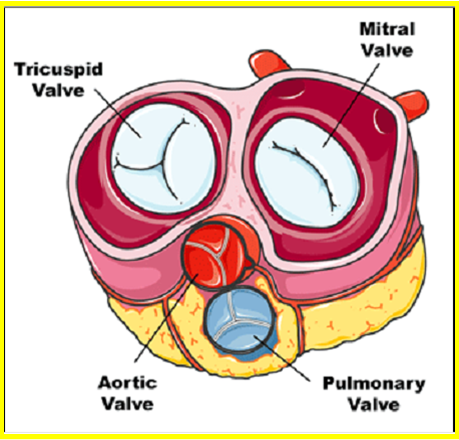 it's about me and world: ANATOMI SISTEM PEREDARAN DARAH