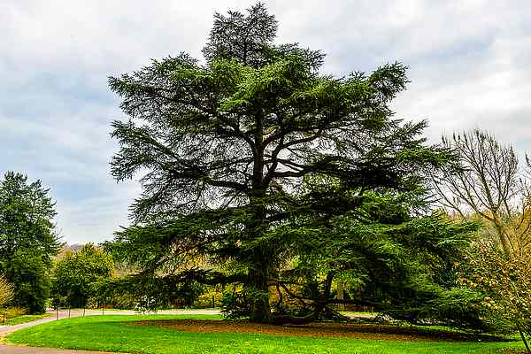 Cedro del Atlas - Plantas