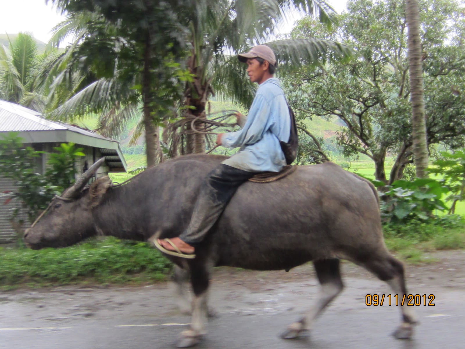 Our Philippine Mission: THE CARABAO - WORK HORSE OF THE PHILIPPINES