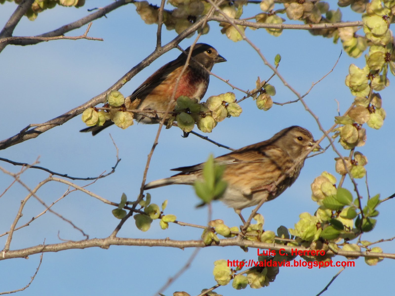 Naturaleza de la Valdavia: Sacre primavera I, 2012