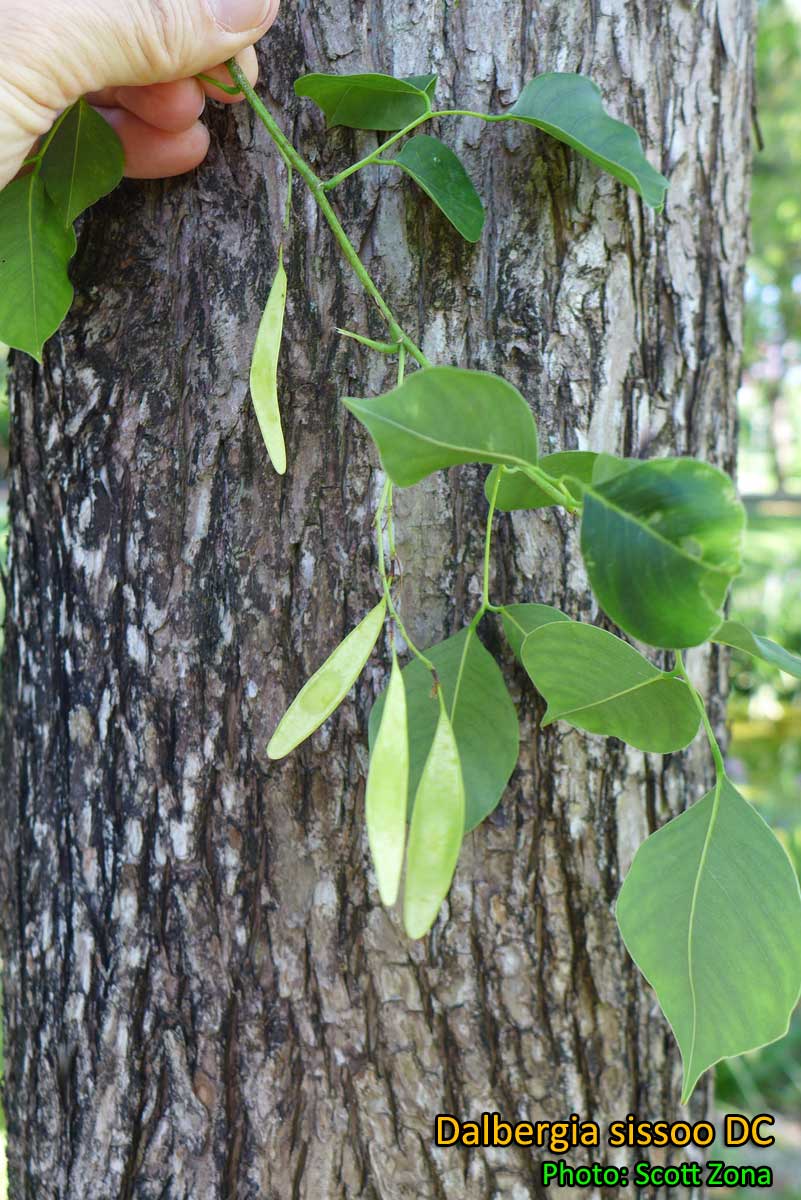 Medicinal Plants: Dalbergia sissoo, Indian rosewood, Shinshapa, Irugudu ...