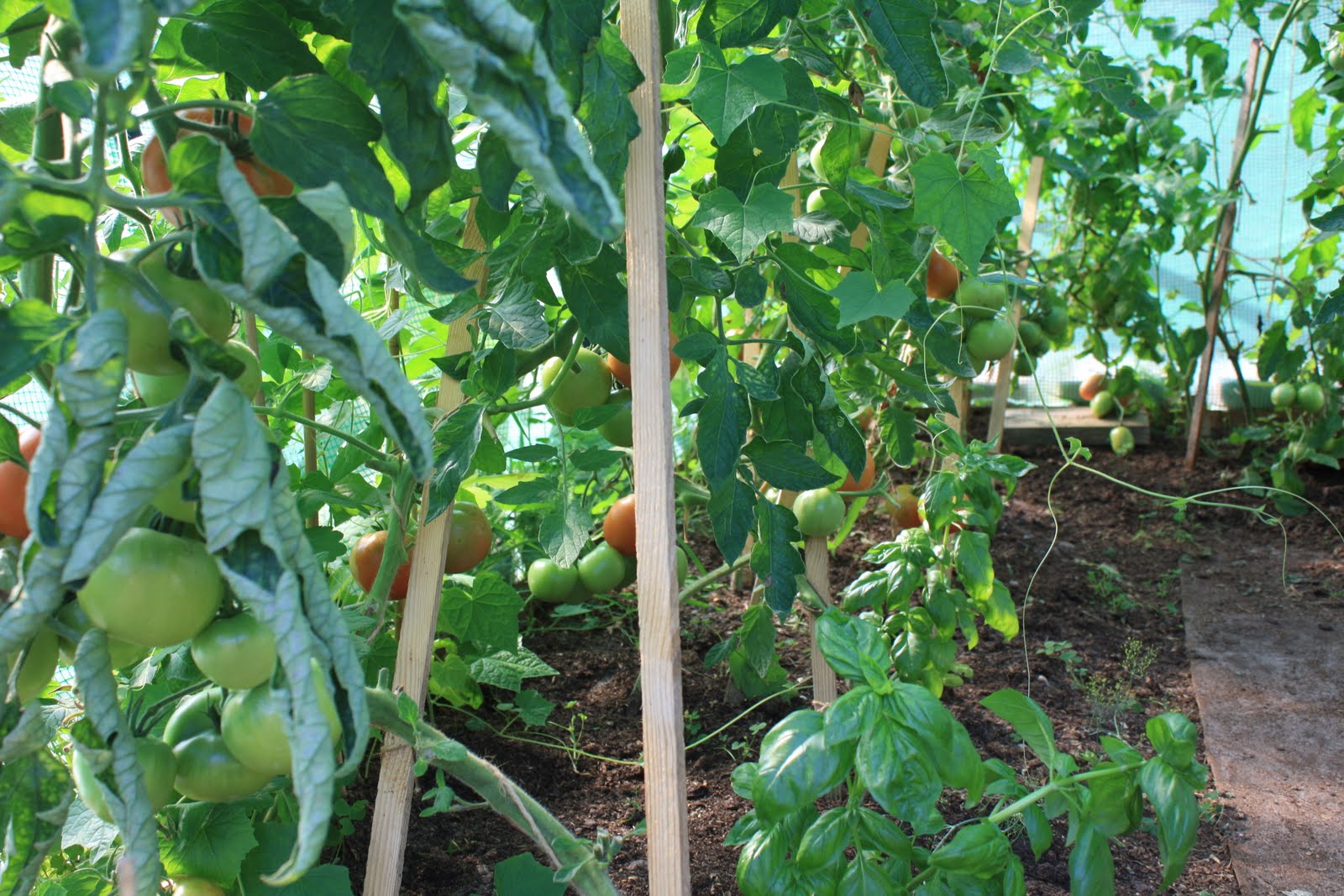 Roheline märkmik: Tomatid