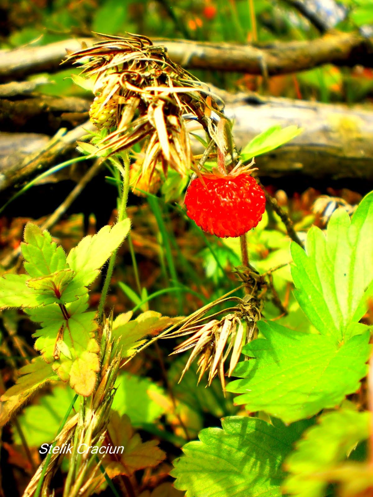 Intorsura Buzaului, Izvorul Buzaielor.: Fragul