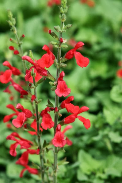 A Hummingbird Magnet-VERMILION BLUFFS® Mexican Sage