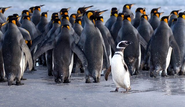 Zigging while others are zagging | LPI Central