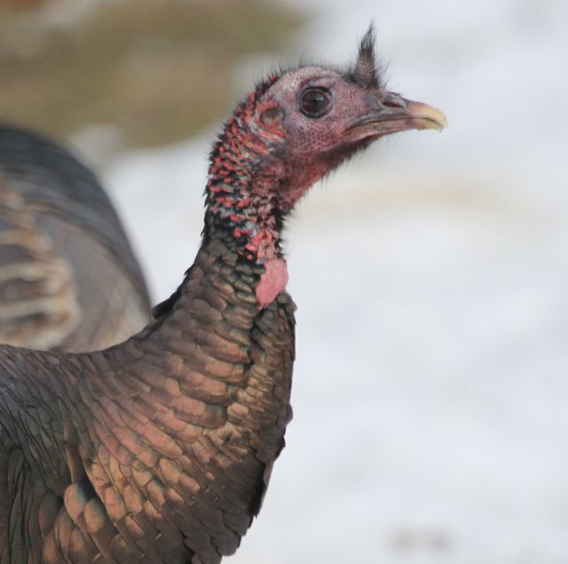 Reflections from Crumbly Acres: Wild turkeys - their colours are amazing!