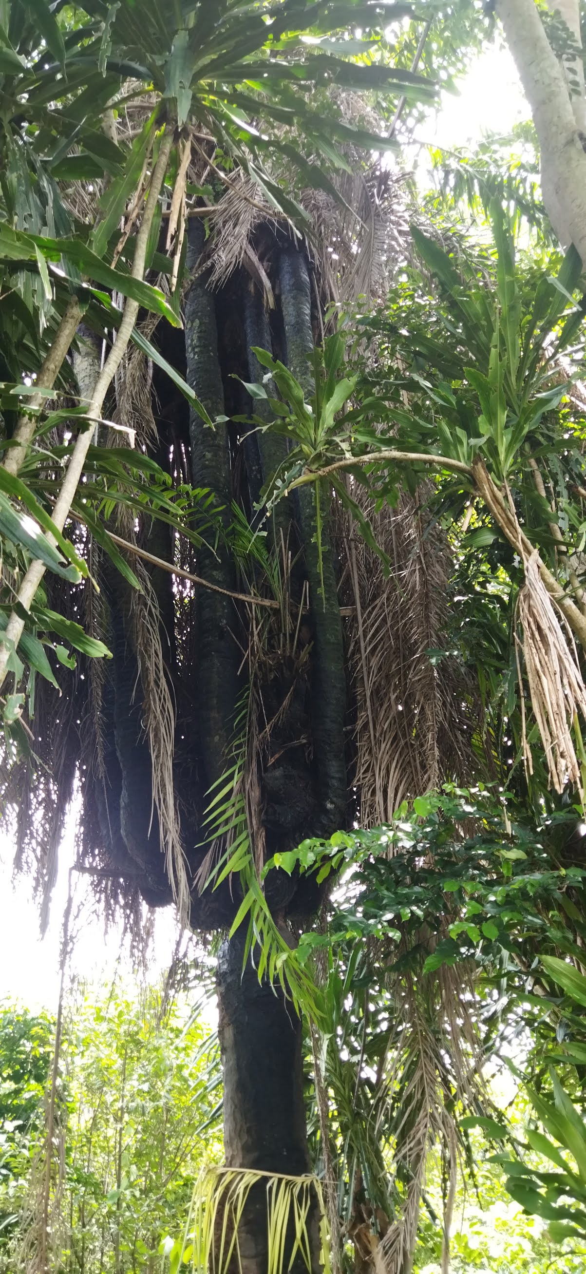 Over 600 years old magical palm tree with 42 heads discovered in ...