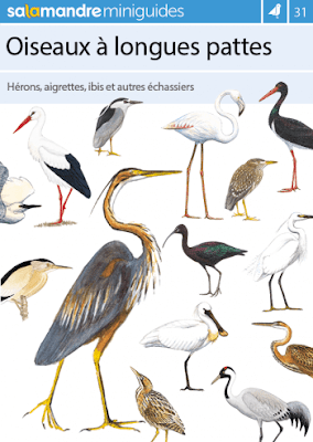 French Vocabulary Illustrated: échassier