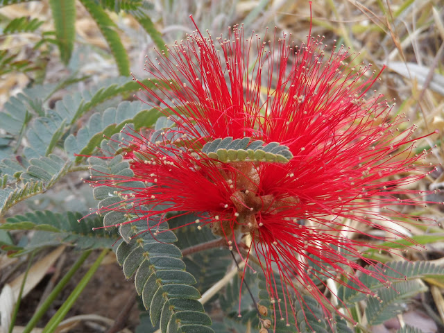 Caliandra (Calliandra dysantha Benth) | A planta da vez