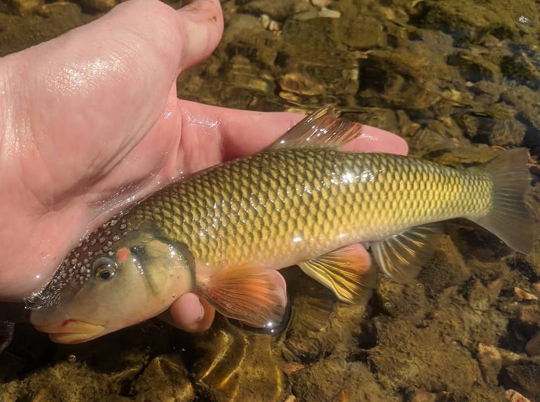 Springfield Plateau: Chub Mound