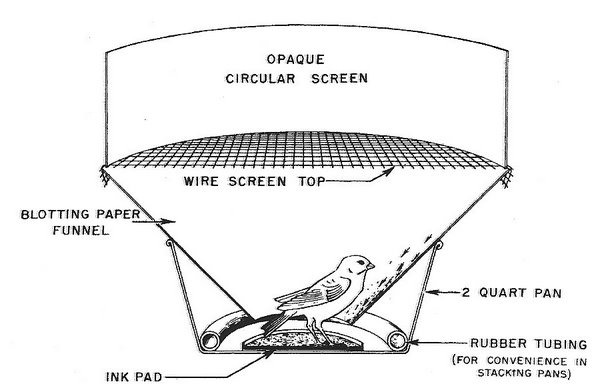 Migration behaviours of birds: Navigation and celestial imprinting