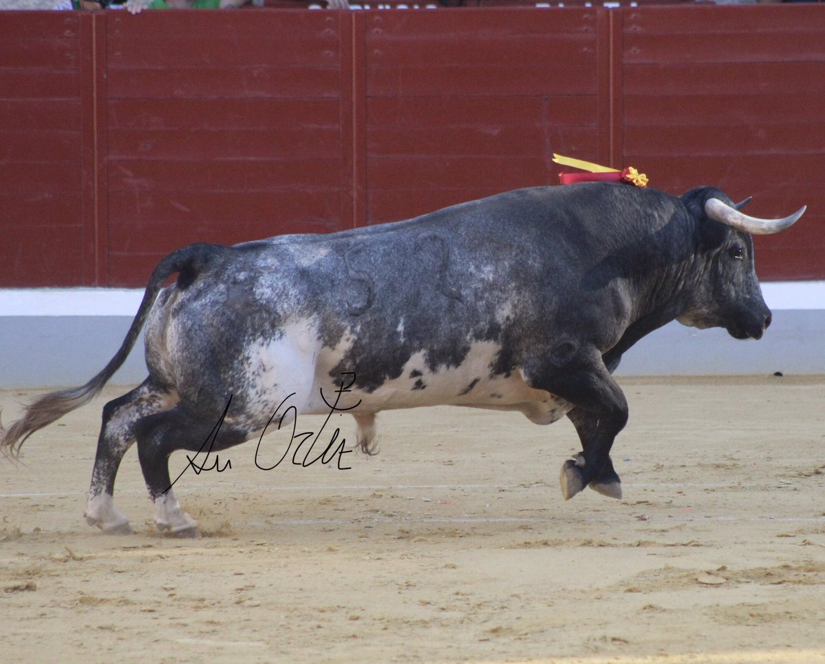 Toro, Torero y Afición: Un novillo de La Quinta