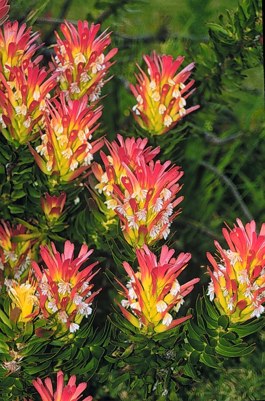 I Brake for Wildflowers!: South Africa 2. The Fabulous Proteaceae