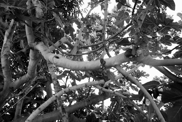 Shepard's Grove: [notes from fig season, italy]